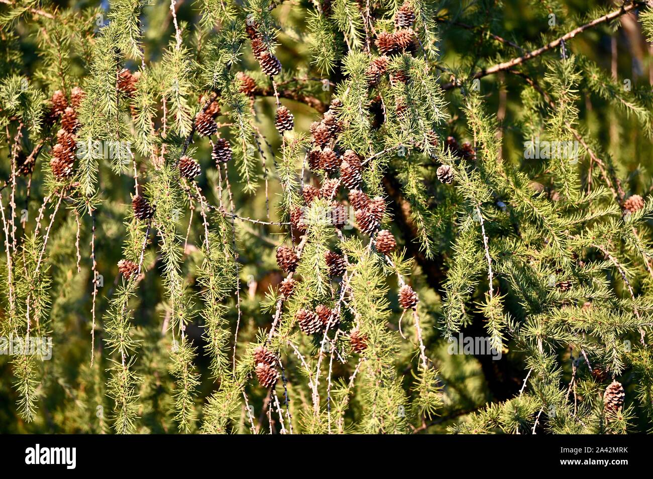 Europaische larche hi-res stock photography and images - Alamy