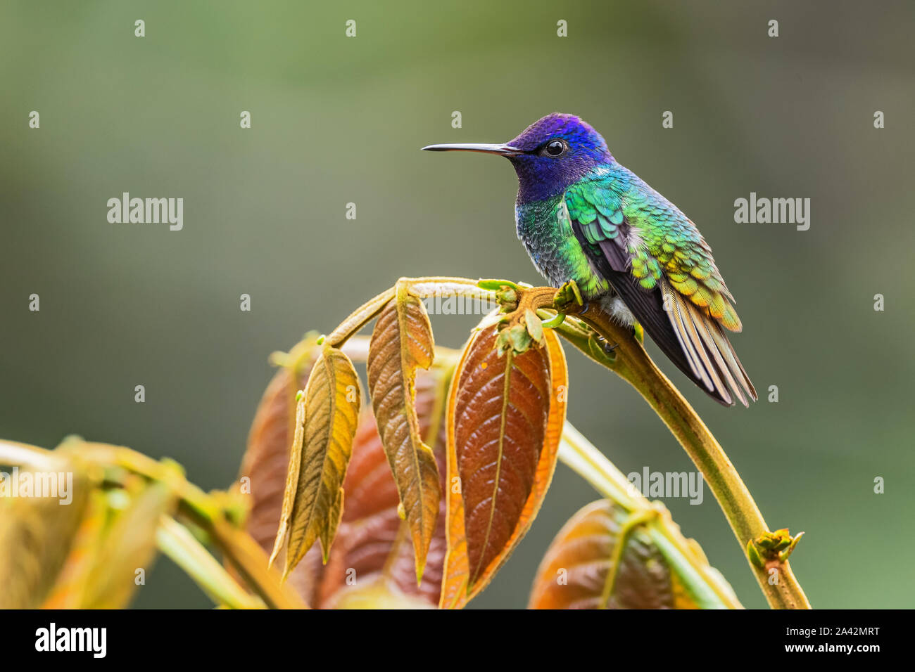 Golden Sapphire Hummingbirds