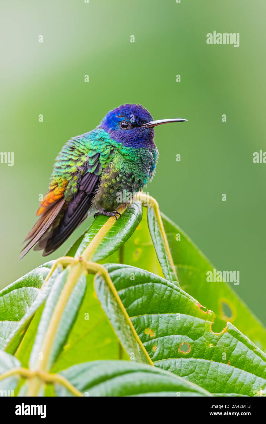 Golden-tailed Sapphire - Chrysuronia oenone, beautiful colored ...