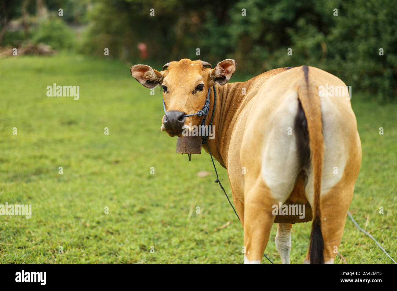 Portrait of a tropical light Asian cow grazes on green grass Stock ...