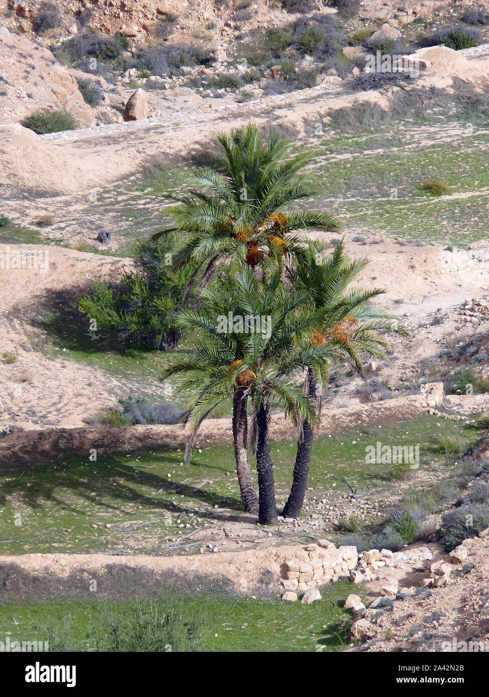 palm trees, Matmata, Tunisia, North Africa Stock Photo - Alamy