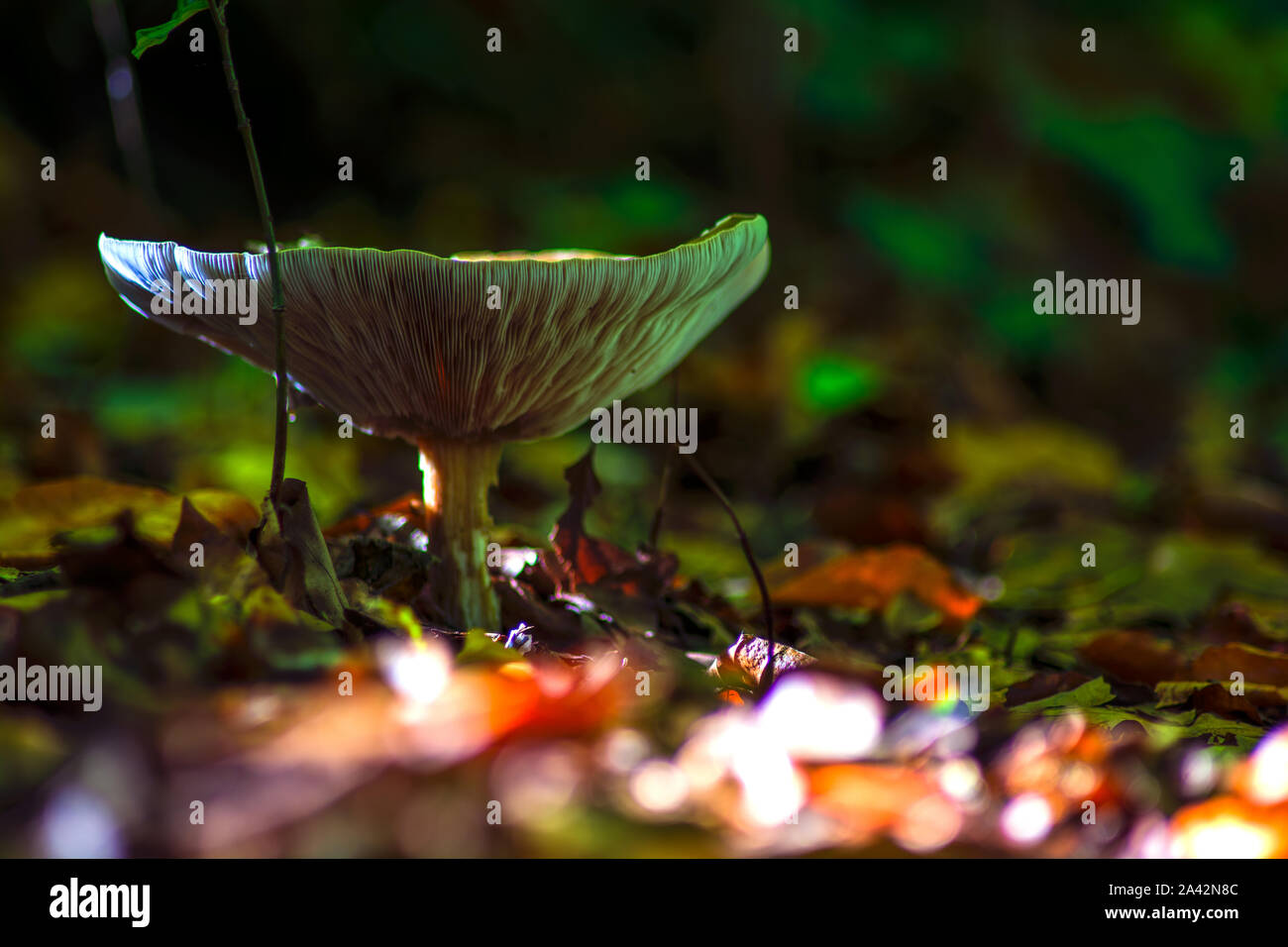 Poison or not Stock Photo - Alamy