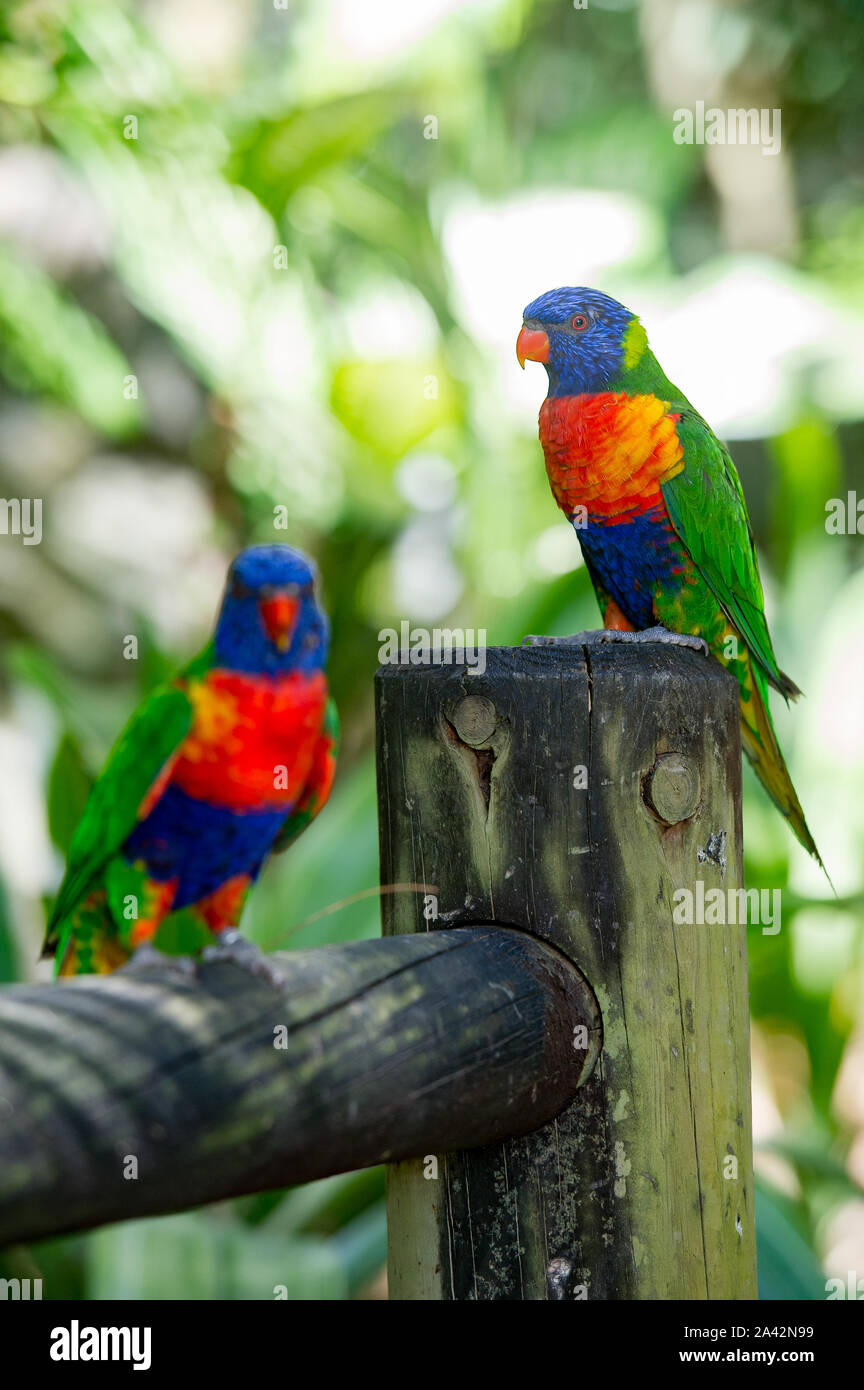 Rainbow parrots hi-res stock photography and images - Alamy