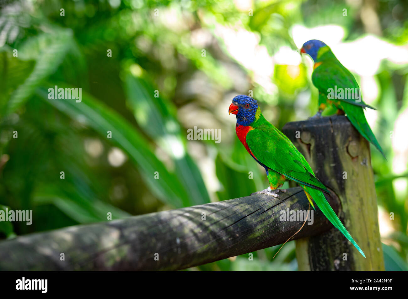 Rainbow parrots hi-res stock photography and images - Alamy
