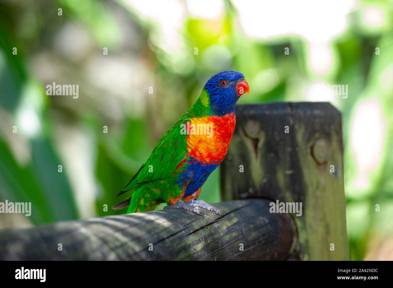 Portrait of rainbow parrots in captivity Stock Photo - Alamy