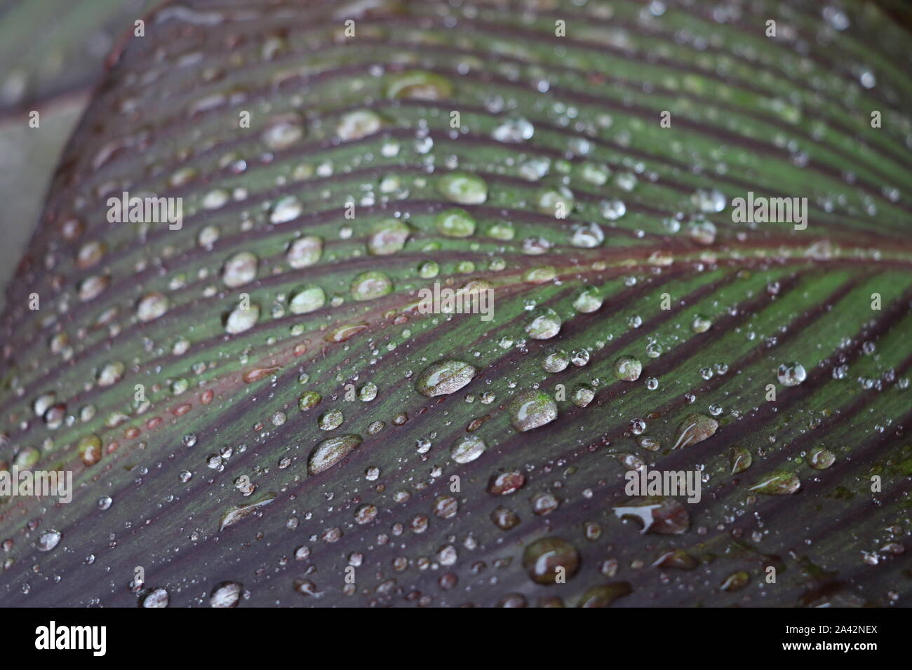 Leaf with water droplets Stock Photo - Alamy