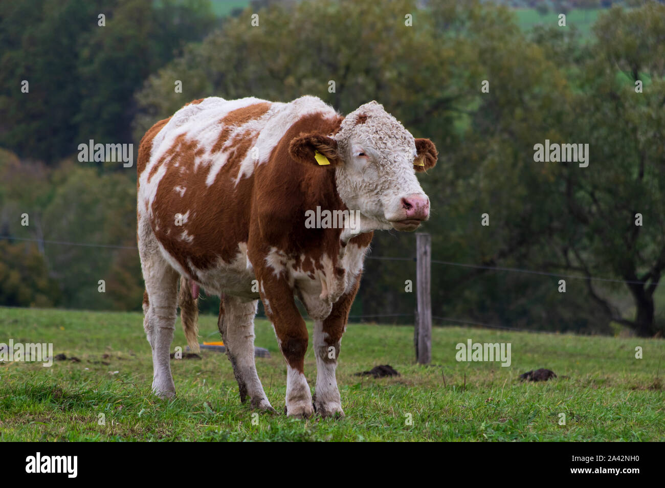 Cow brown and white alone hi-res stock photography and images - Alamy