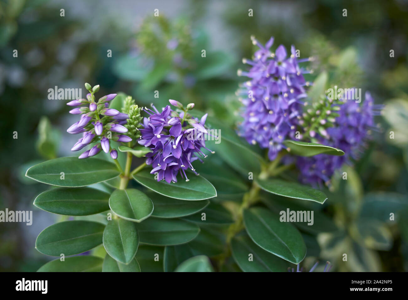 Evergreen plant of Hebe with violet flowers Stock Photo - Alamy
