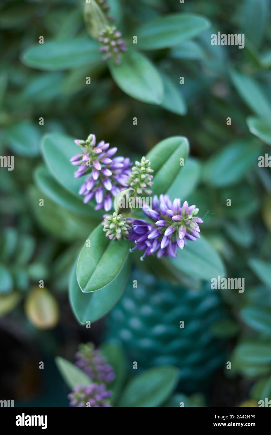 Evergreen plant of Hebe with violet flowers Stock Photo - Alamy