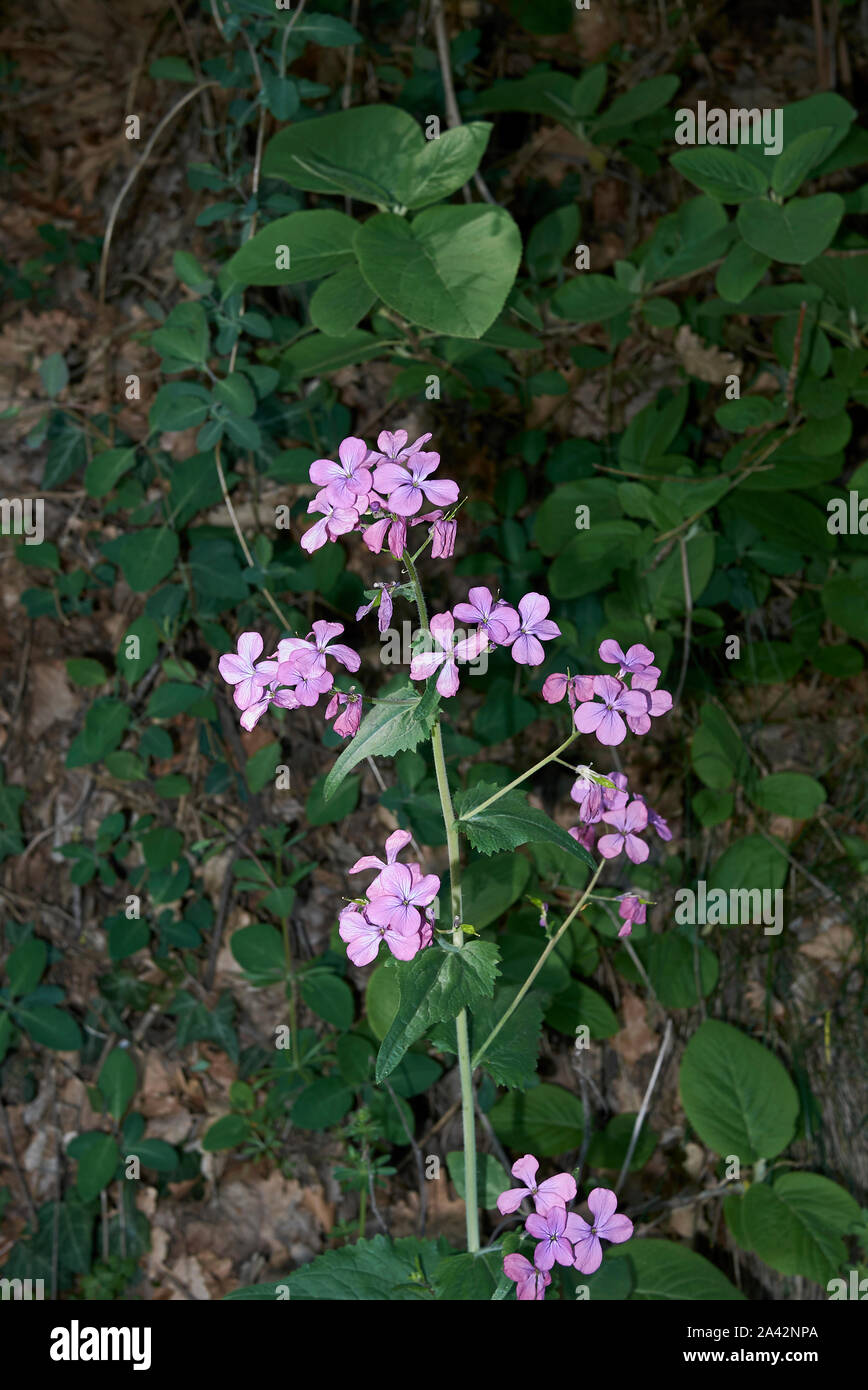 purple flowers of Lunaria annua plants Stock Photo - Alamy