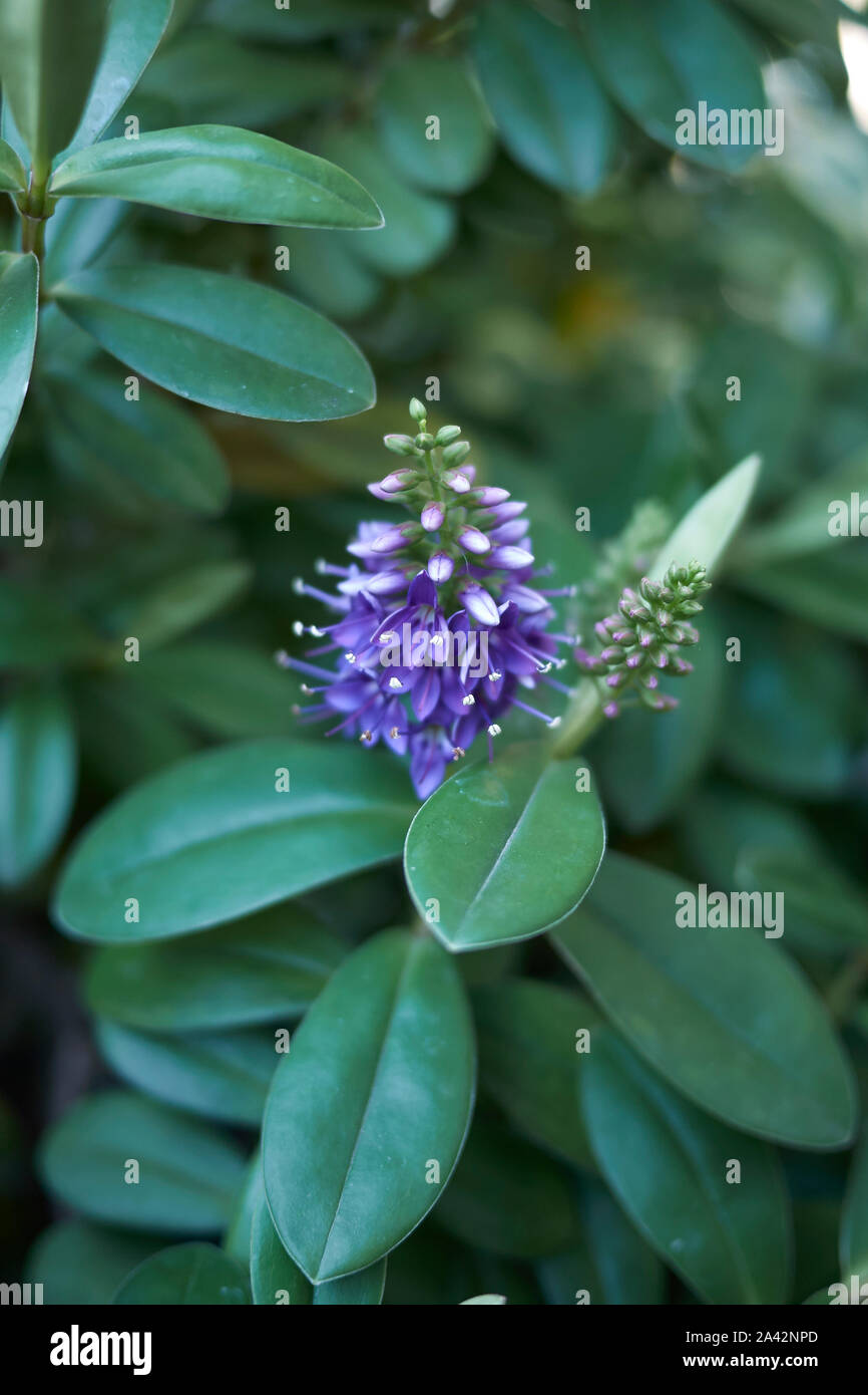 Evergreen plant of Hebe with violet flowers Stock Photo - Alamy