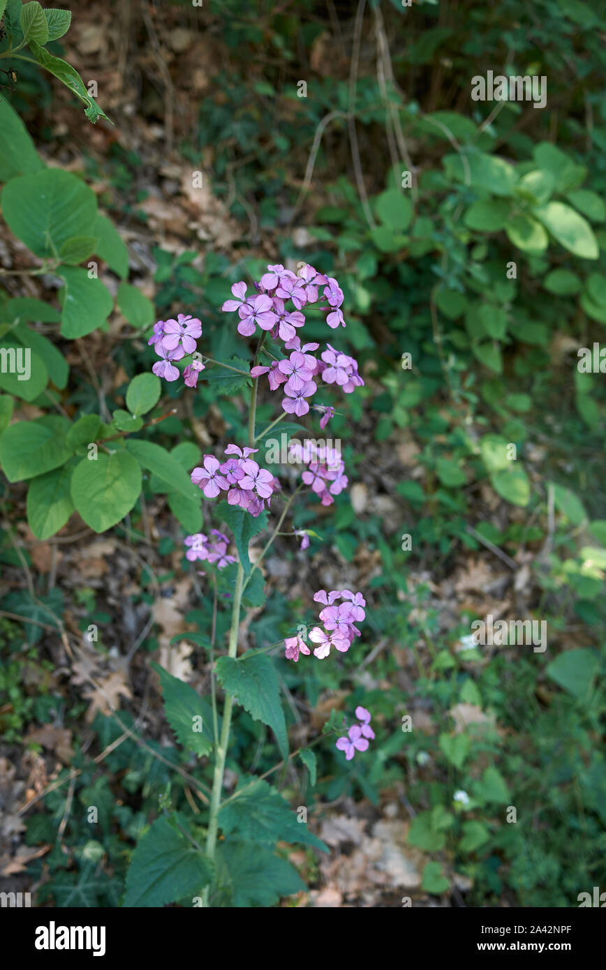 purple flowers of Lunaria annua plants Stock Photo - Alamy