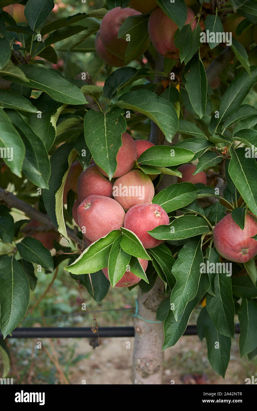 Red Apple Orchard High Resolution Stock Photography and Images - Alamy