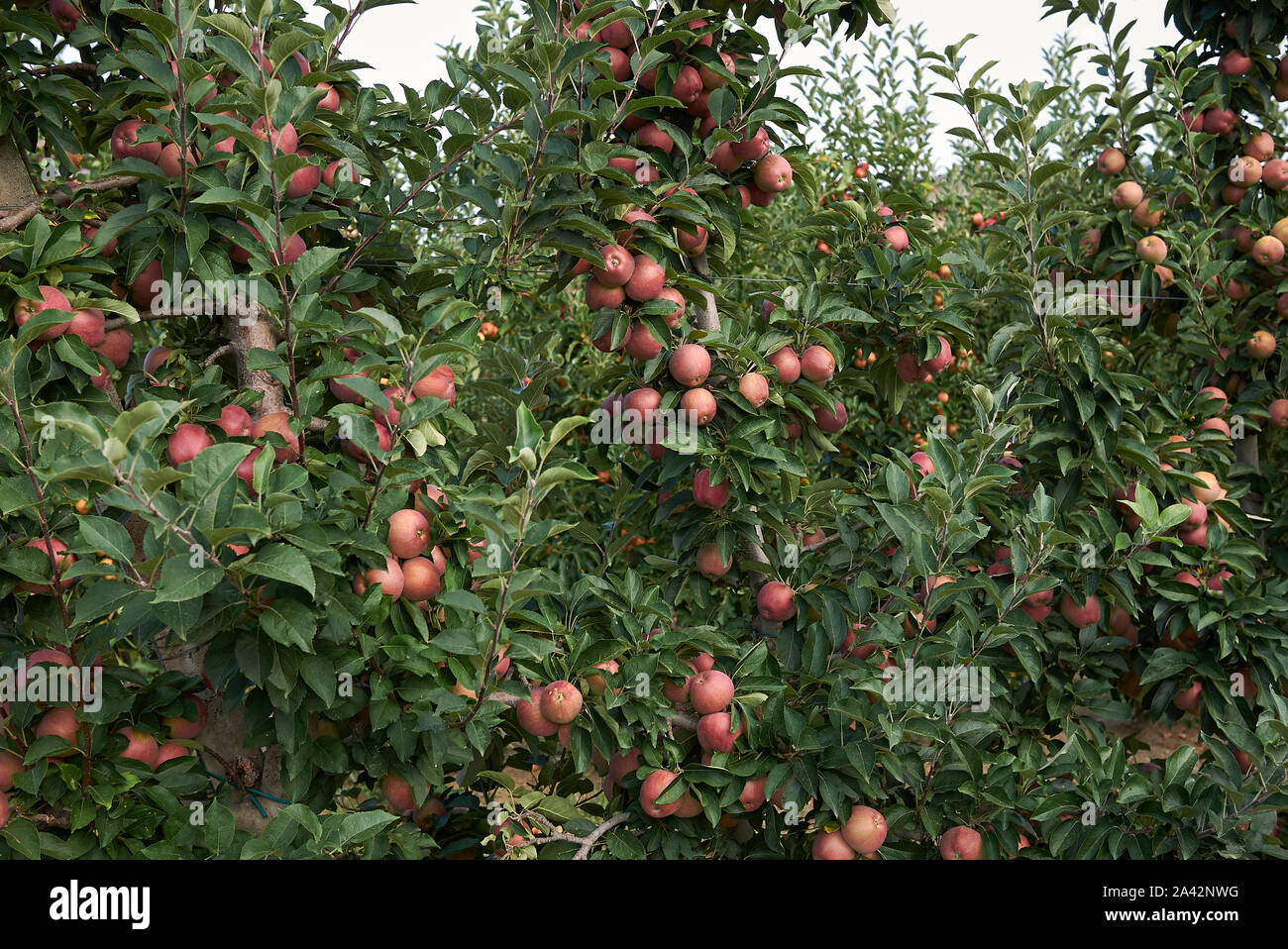 Apple orchard in North Italy Stock Photo - Alamy