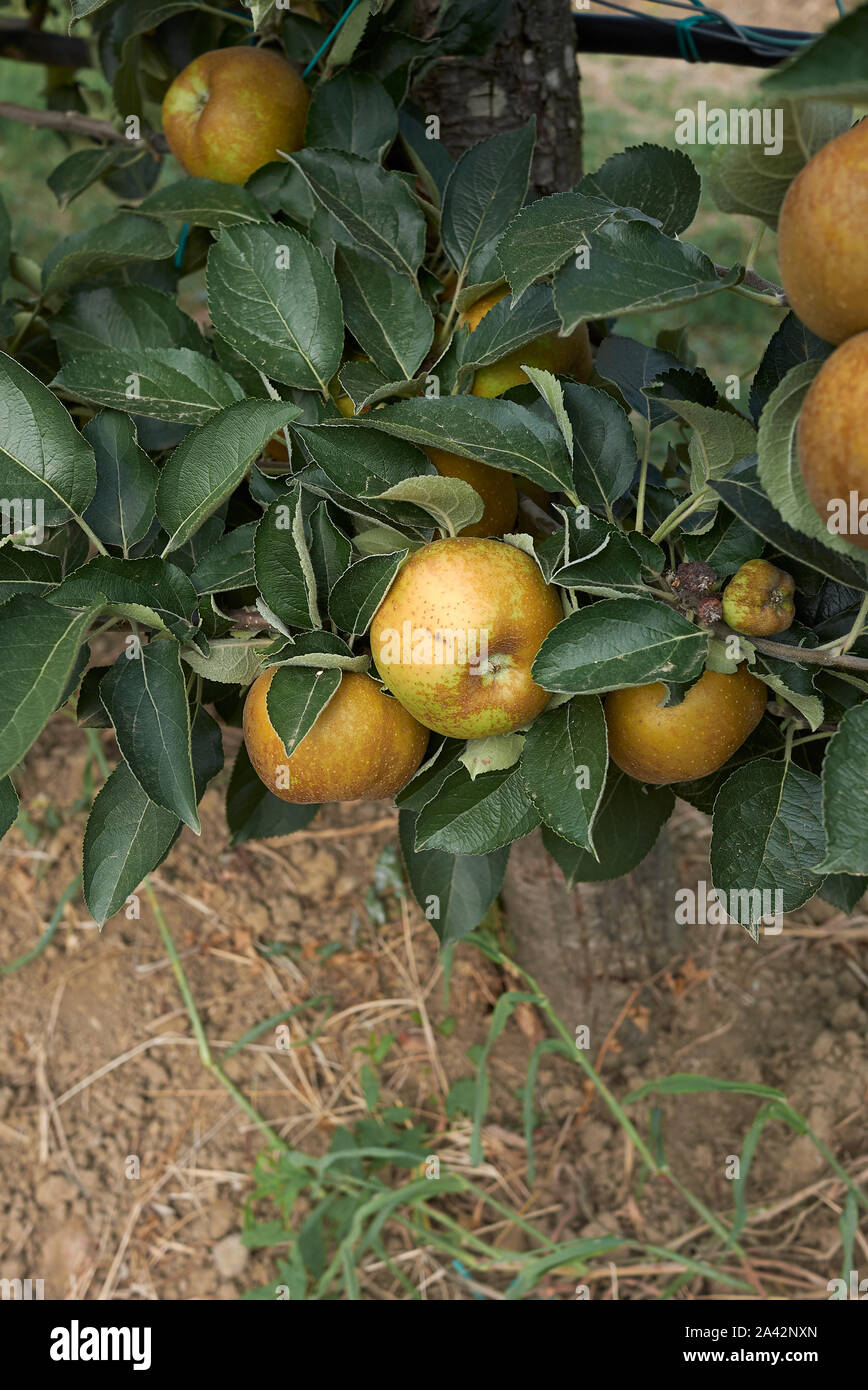 Renetta apple hi-res stock photography and images - Alamy