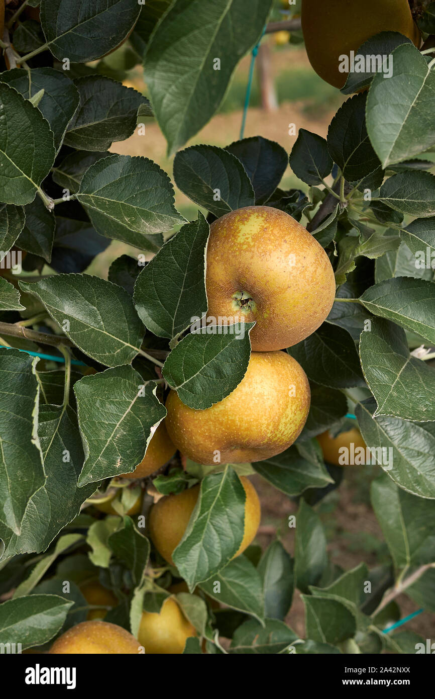 Apple orchard in North Italy Stock Photo - Alamy