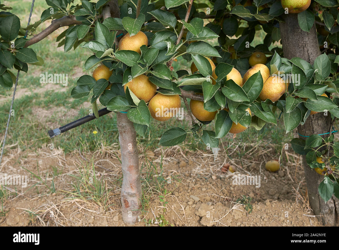 Renetta apples hi-res stock photography and images - Alamy