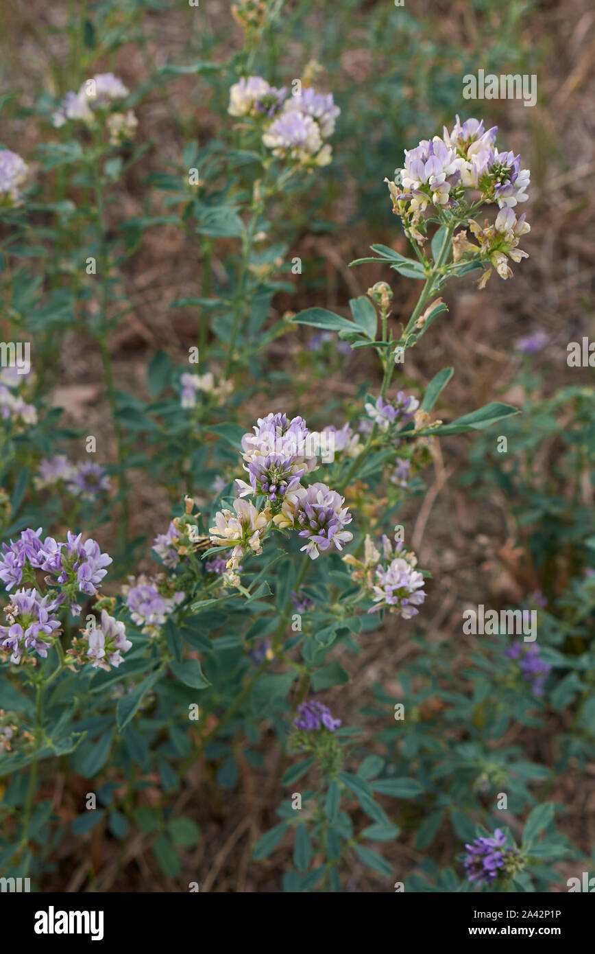agricultural field of Medicago sativa Stock Photo - Alamy