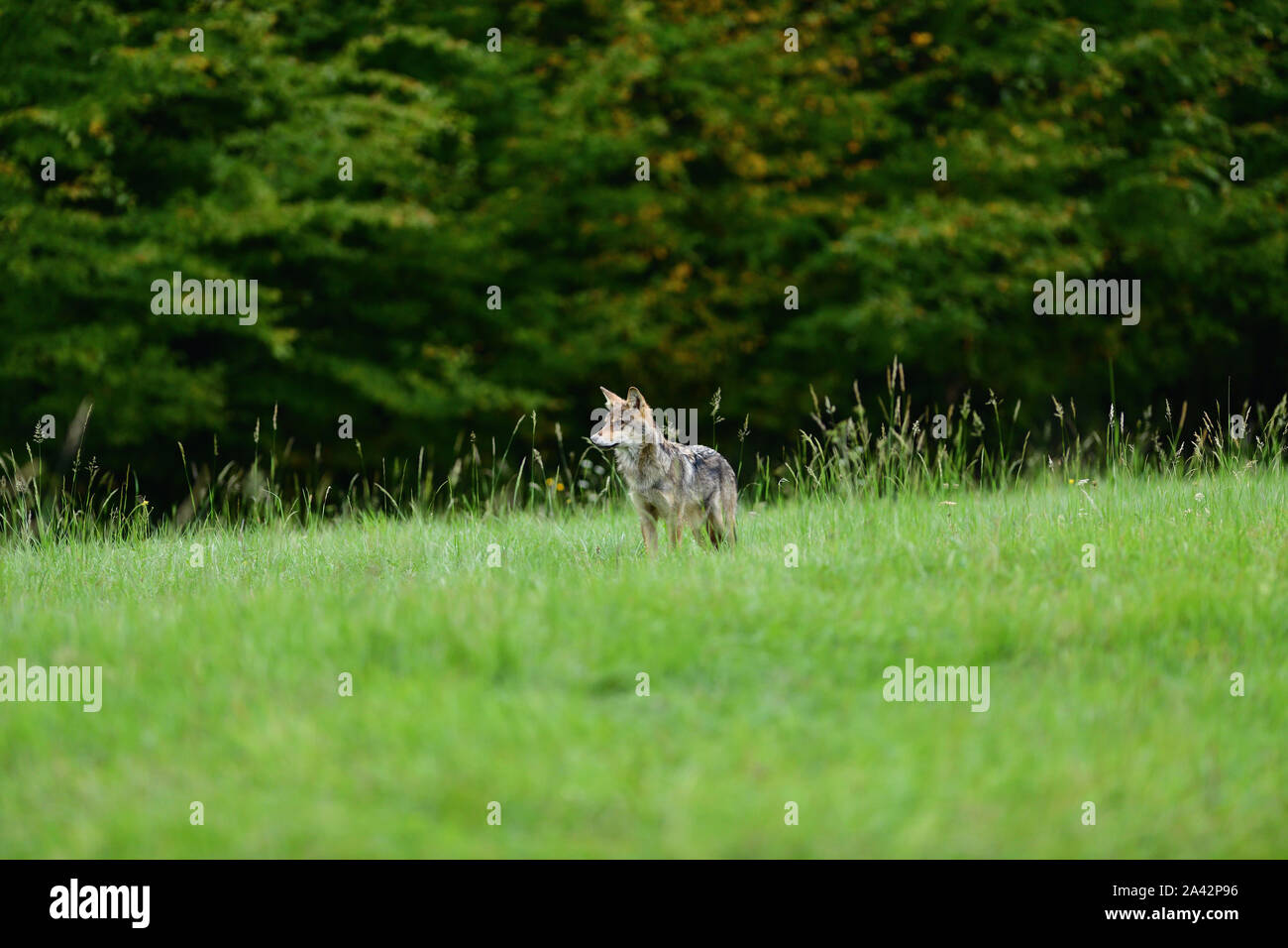 Alpha male wolf running hi-res stock photography and images - Alamy
