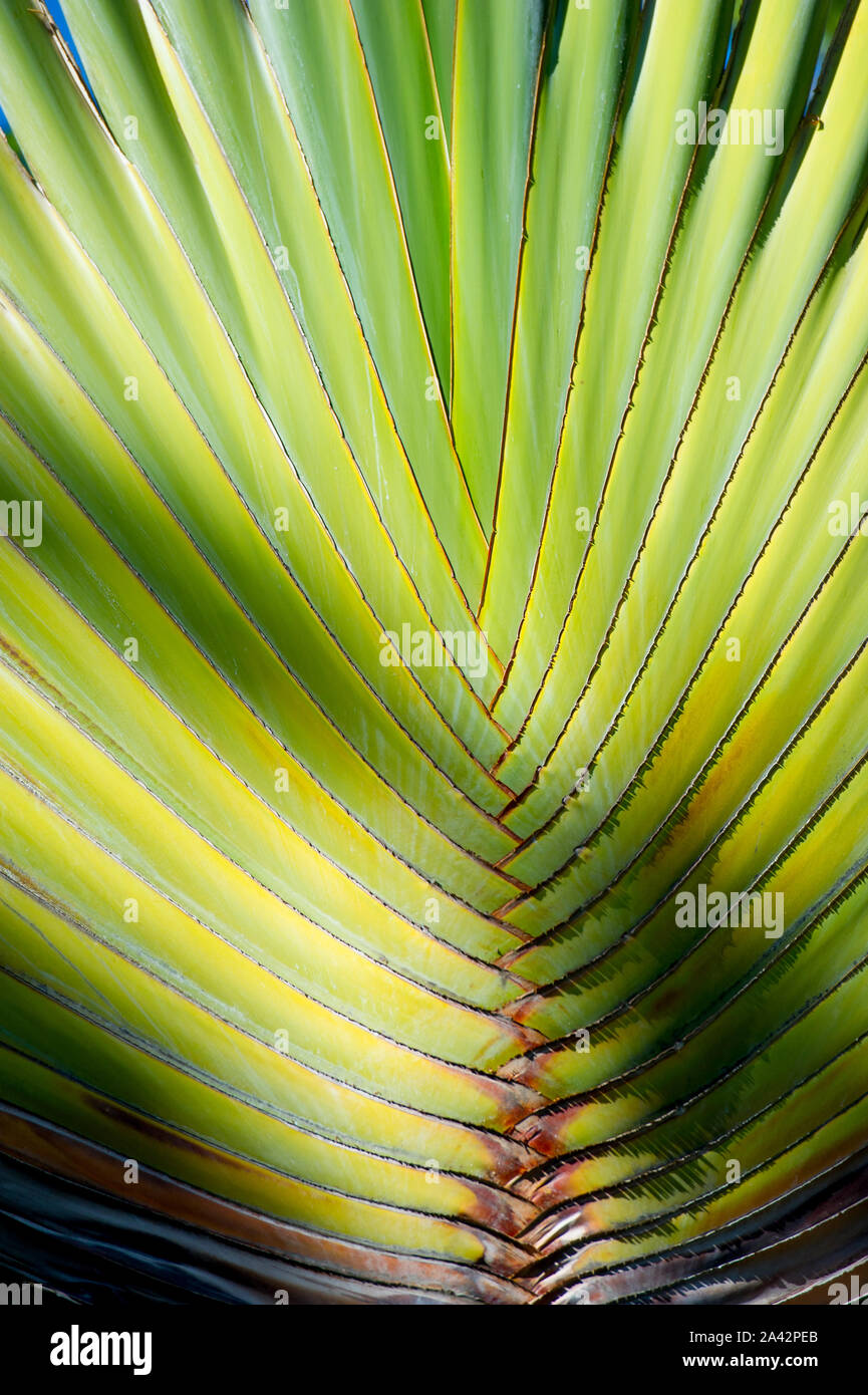 Palm tree, detail macro view Stock Photo - Alamy