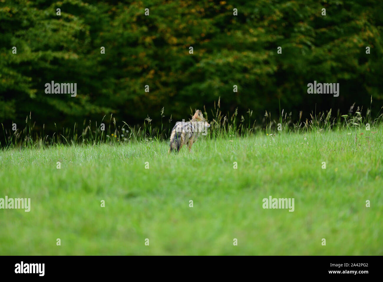 Alpha male wolf running hi-res stock photography and images - Alamy