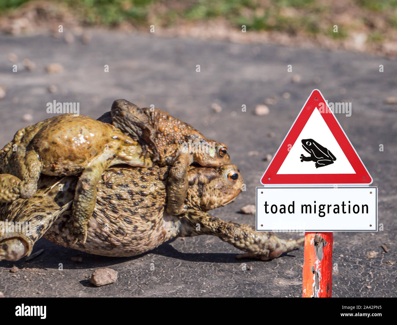 Traffic sign caution toad crossing hi-res stock photography and images ...