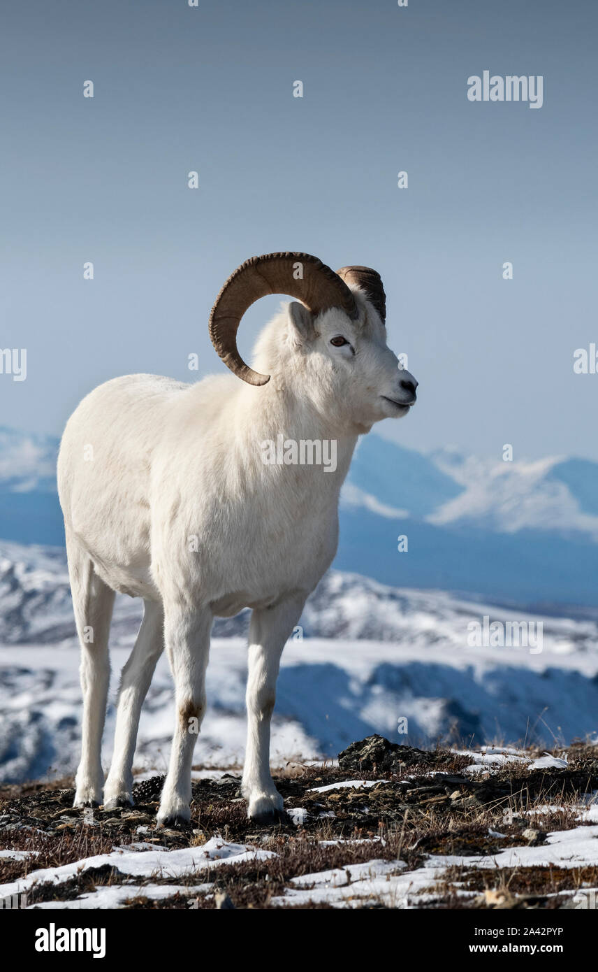 Dall sheep ovis dalli hi-res stock photography and images - Alamy