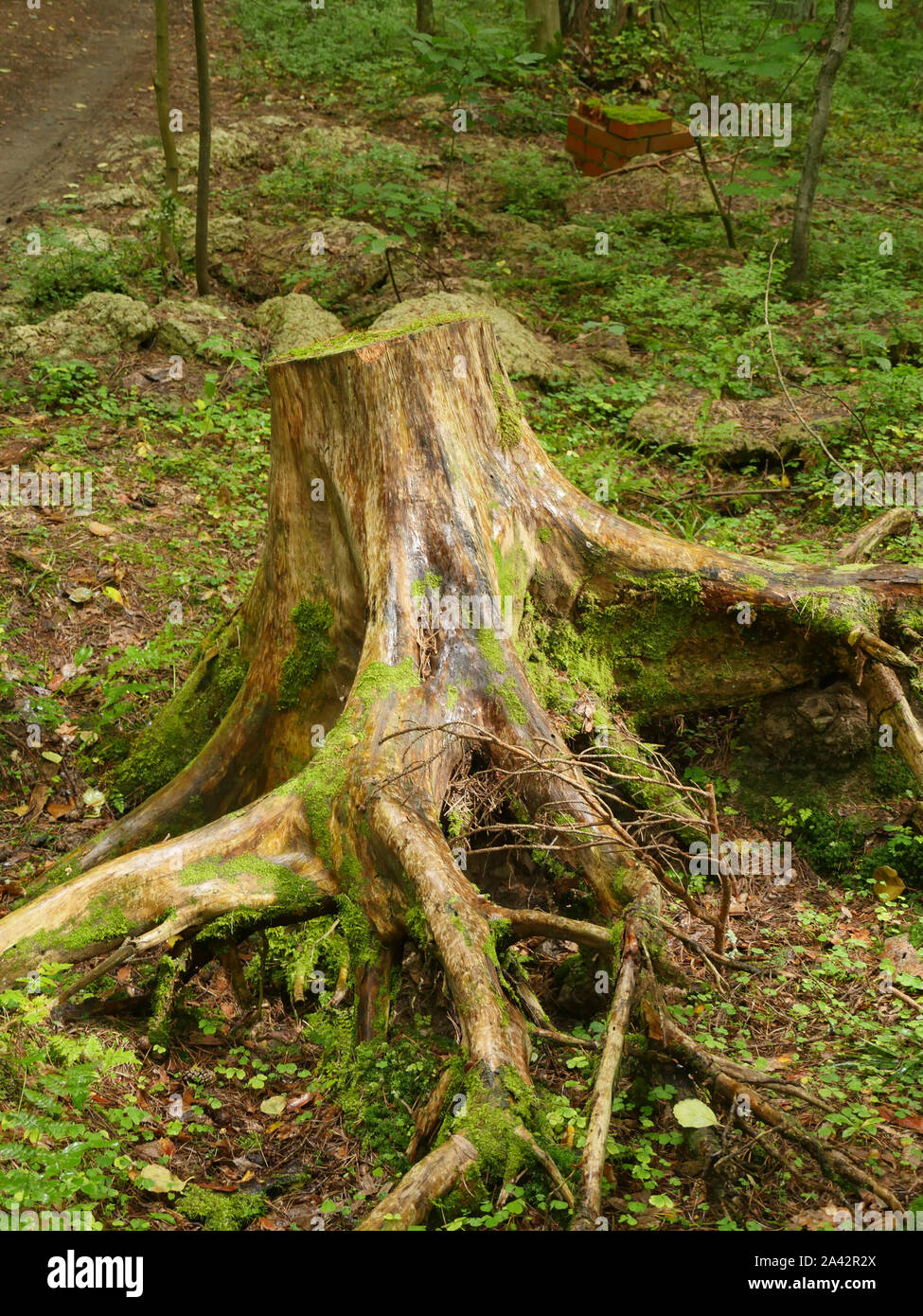 big dry tree stump covered with moss close-up Stock Photo - Alamy