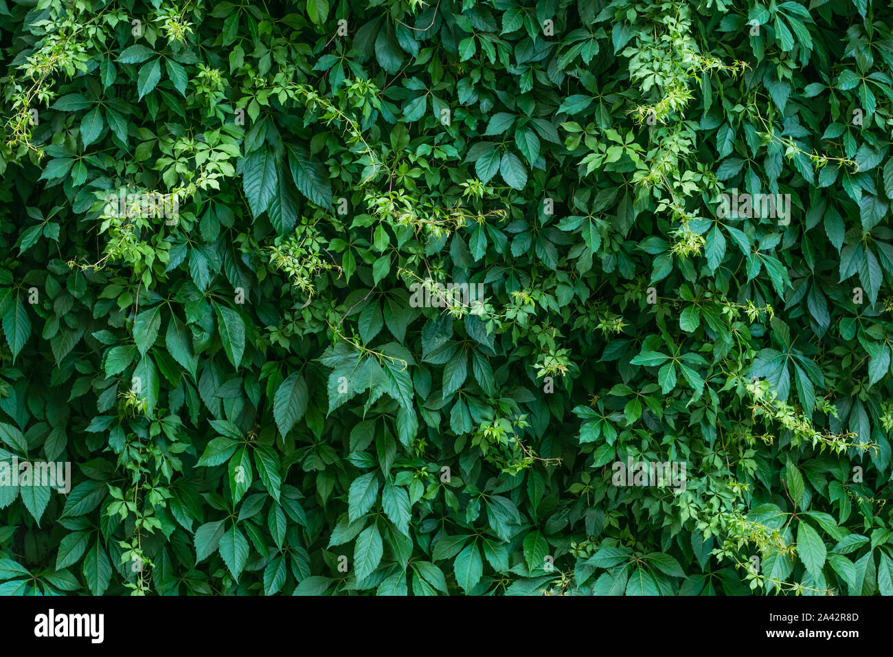 Hedge texture, tree ivy, green nature background. Creeper vine, natural ...
