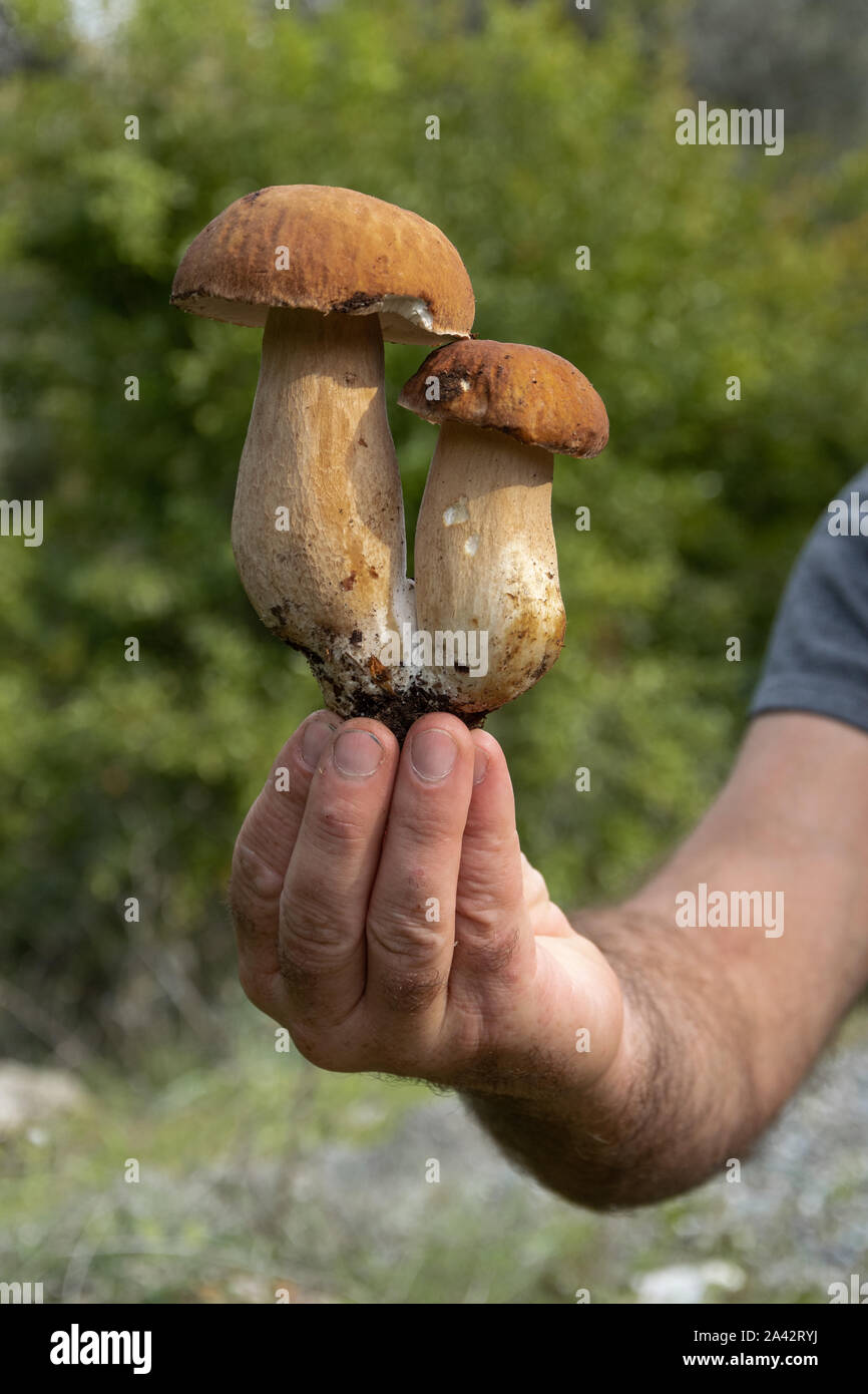 Crop view of man hands collecting mushrooms (Boletus edible) in the ...