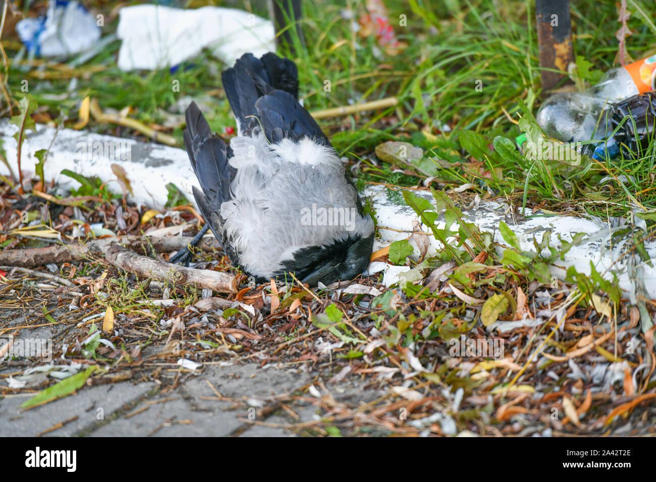 Dead crow. Ecological disturbance for animals. Dead crow in the grass ...