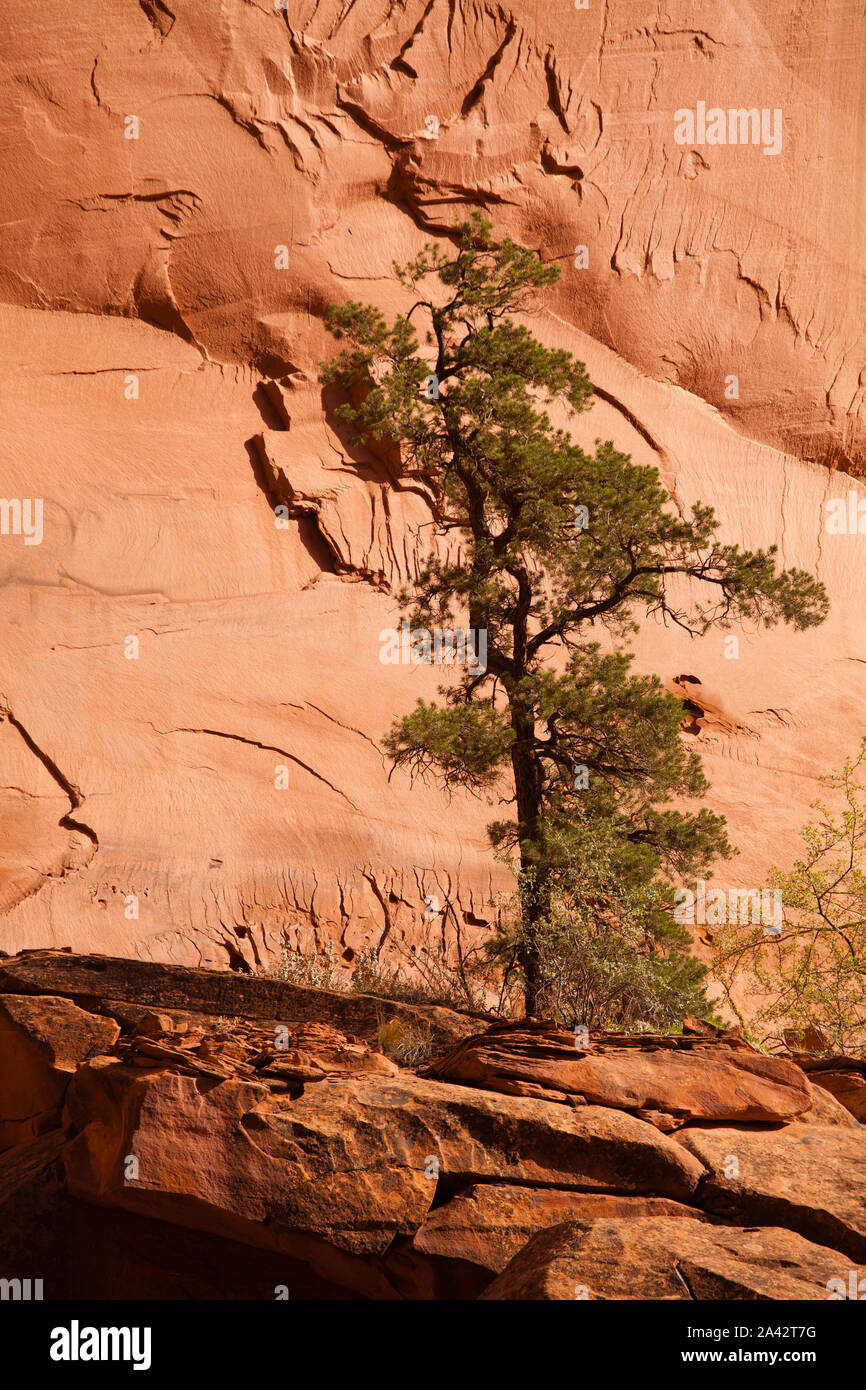 Pinon tree hi-res stock photography and images - Alamy