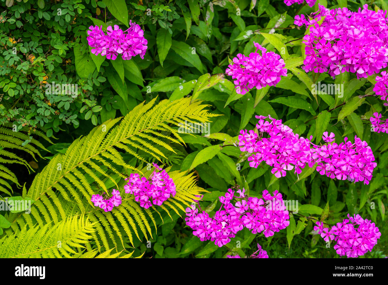 Pectopah restaurant hi-res stock photography and images - Alamy