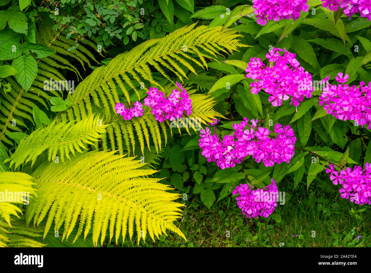 Pectopah restaurant hi-res stock photography and images - Alamy