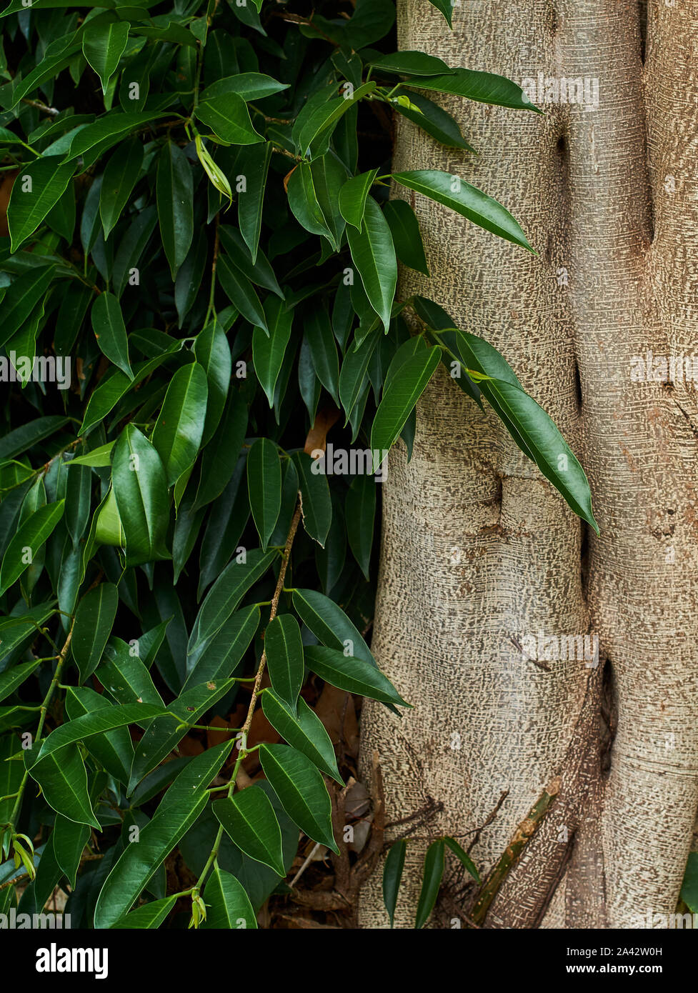 White tree trunks hi-res stock photography and images - Alamy