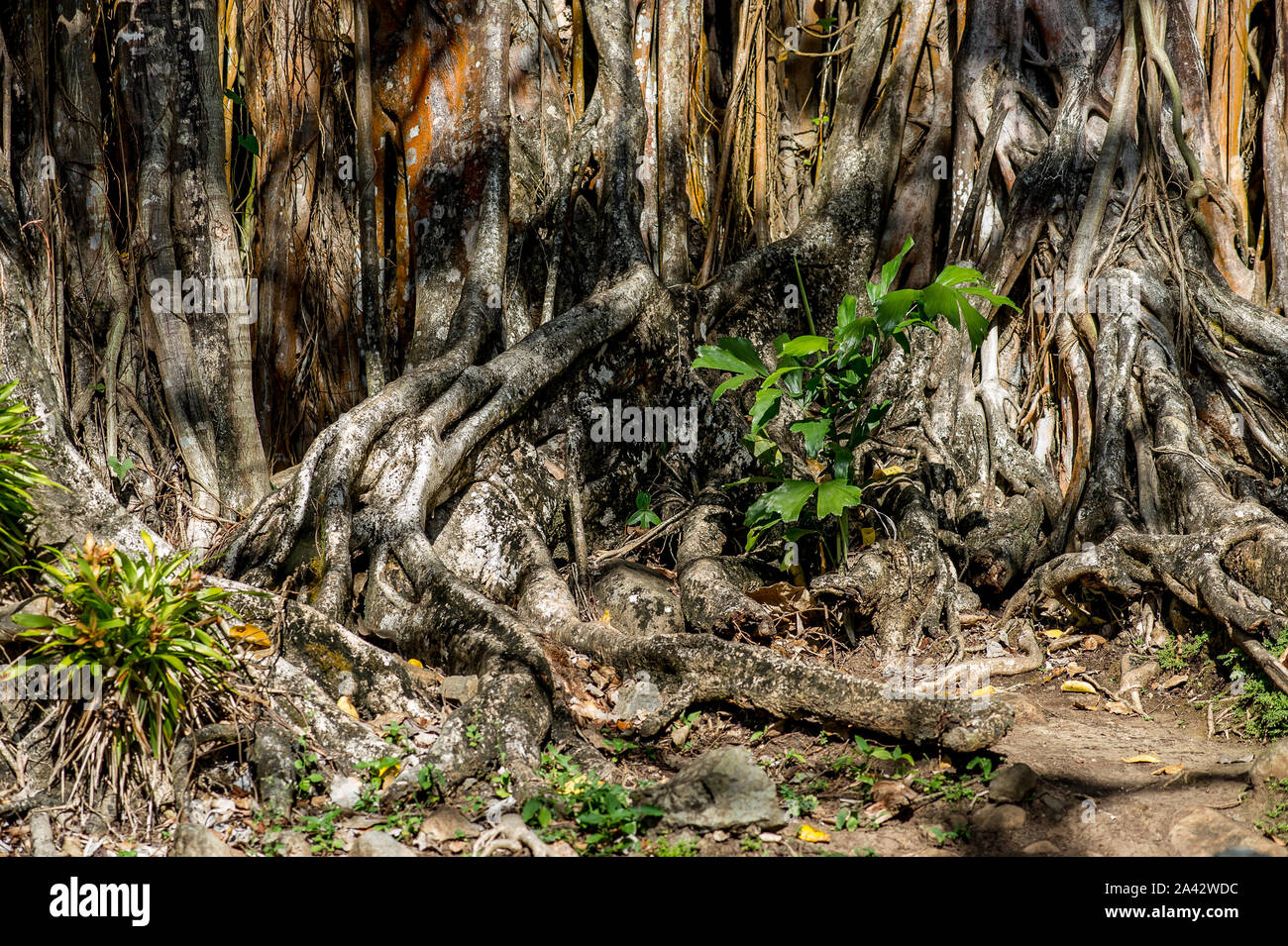 Ceiba pentandra Roots of ancient tree Stock Photo - Alamy