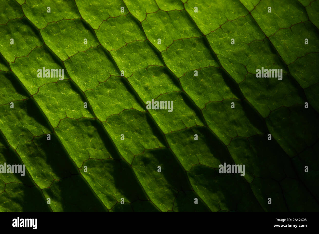 Full frame background of a close-up view of green leaf Stock Photo - Alamy