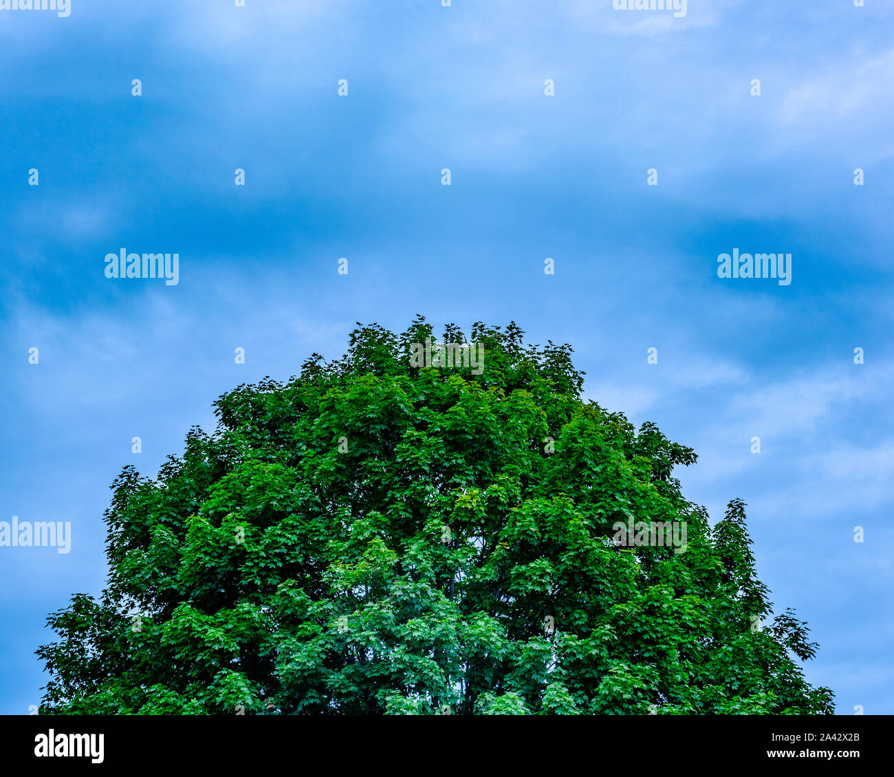 Treetop of green tree against the cloudy blue sky above - bottom half ...