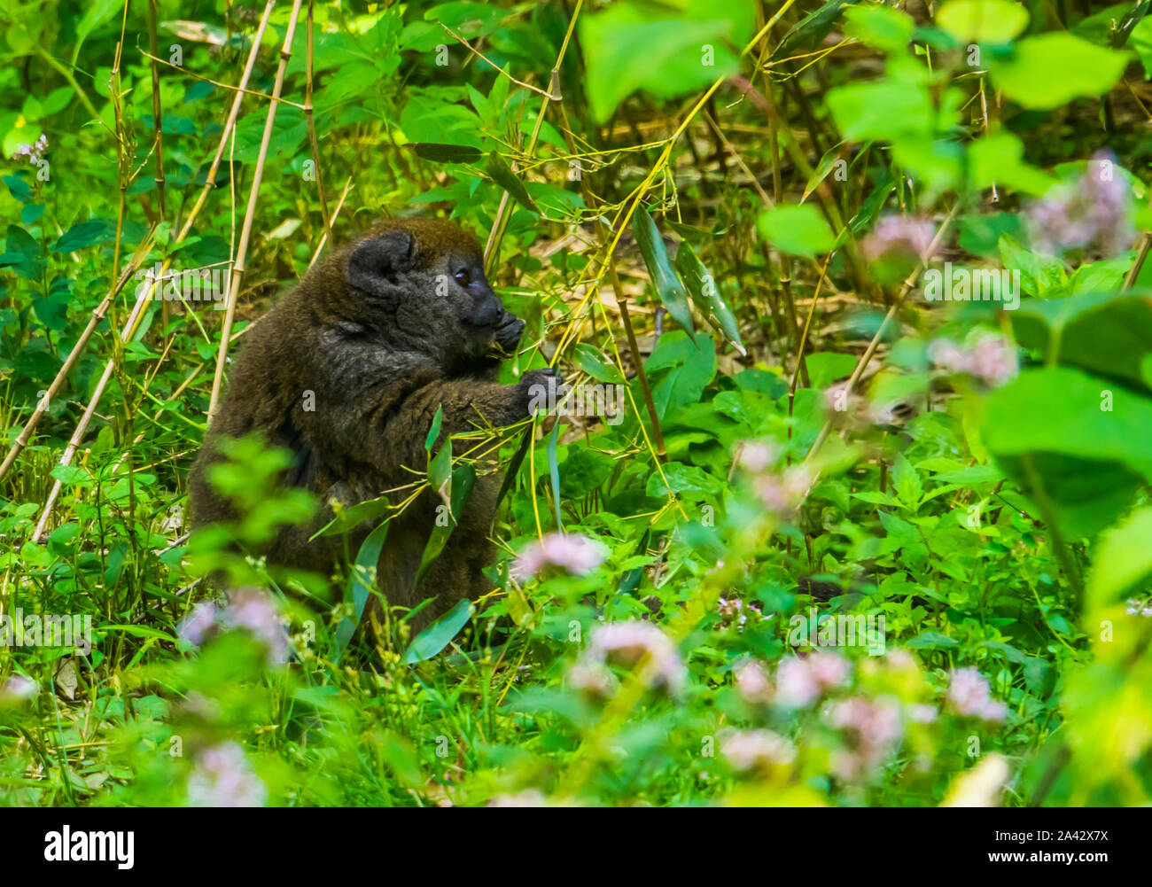 closeup of a Lac Alaotra bamboo lemur eating leaves, critically ...