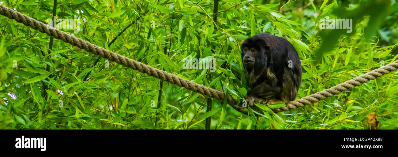 Male howler monkey sitting on a rope in closeup, Tropical primate ...