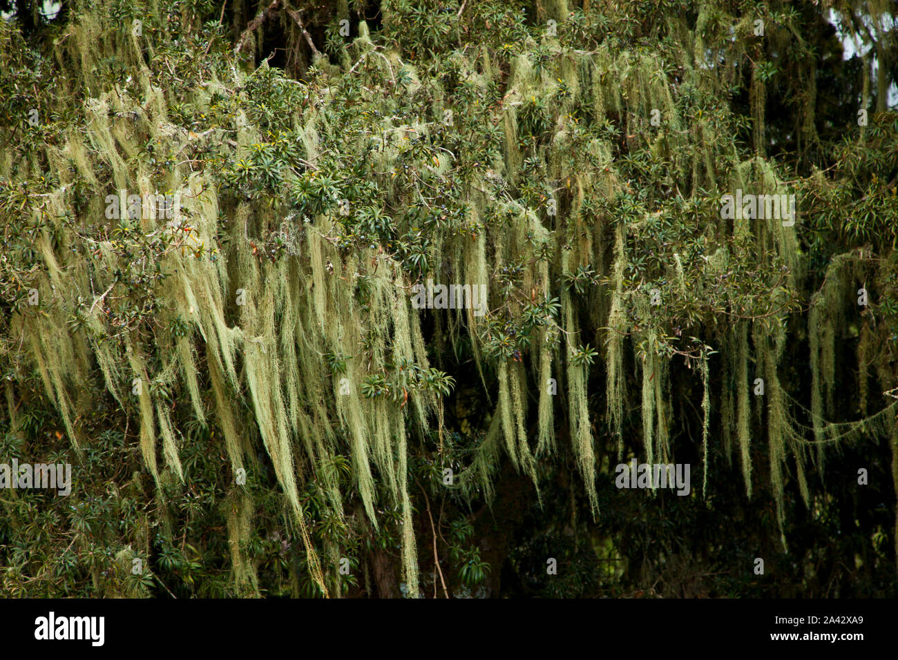 Aberdare national park waterfall hi-res stock photography and images ...