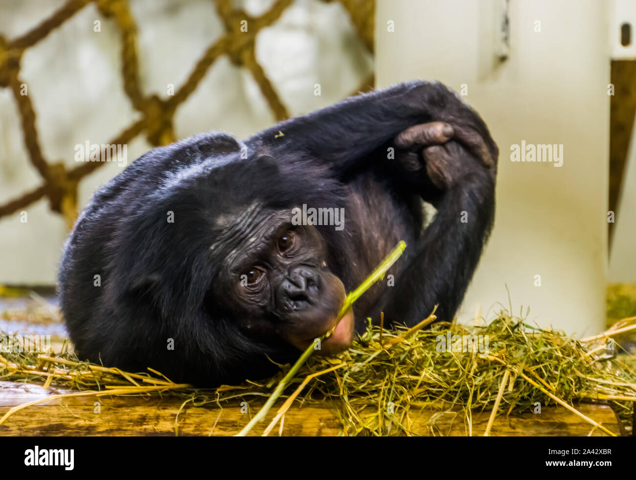 bonobo relaxing and chewing on hay, human ape, pygmy chimpanzee ...