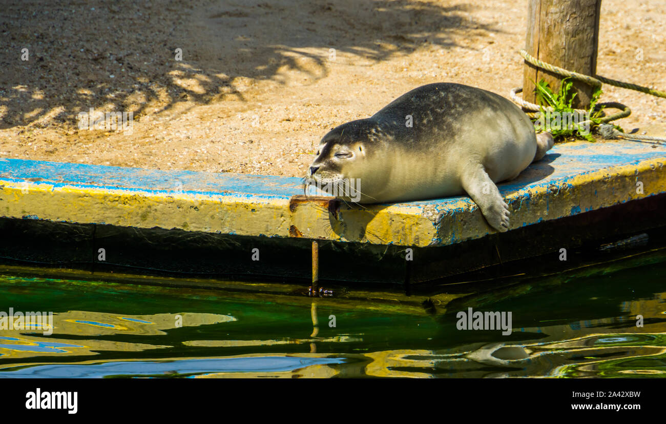 harbor seal laying at the side, common semi aquatic animal specie Stock ...