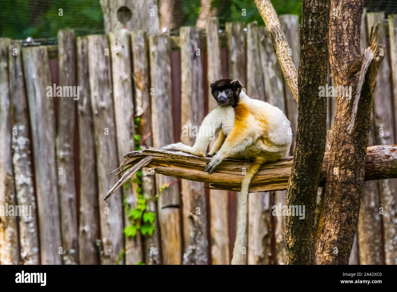 black crowned sifaka monkey sitting on a tree branch, Endangered lemur ...