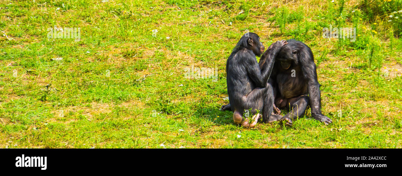 human apes grooming each other, bonbo couple, pygmy chimpanzees, social ...