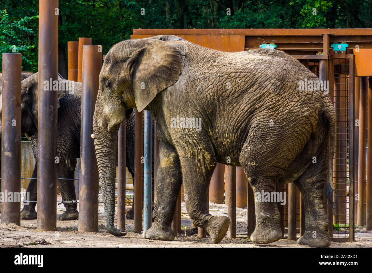 African bush elephant walking by in closeup, Vulnerable animal specie ...