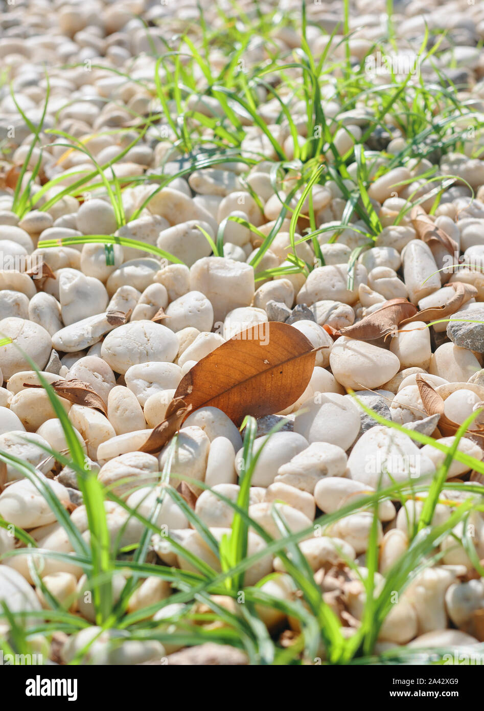 The white pebble and grass Stock Photo - Alamy