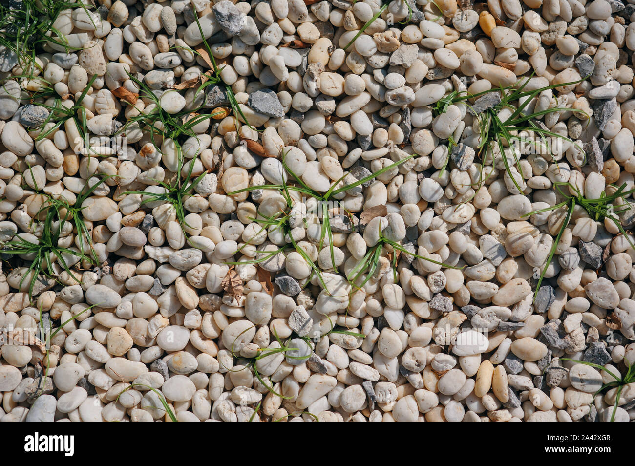 Rough grass, garden hi-res stock photography and images - Alamy