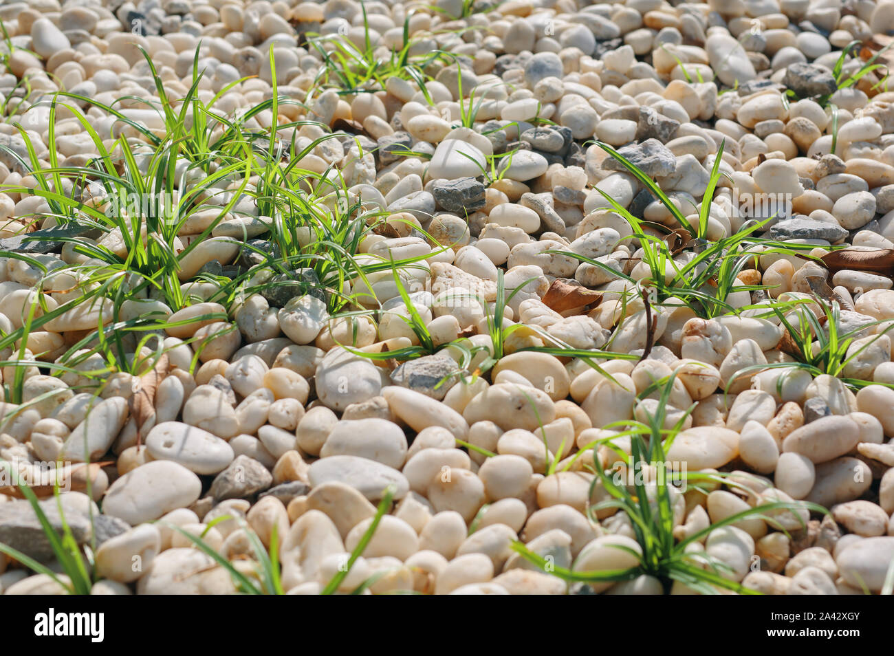 Rough grass, garden hi-res stock photography and images - Alamy
