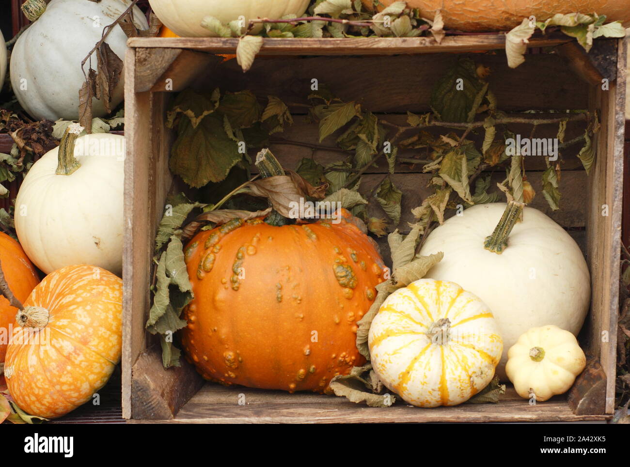 Autumn display of pumpkins and squash in a wooden crate. UK Stock Photo ...